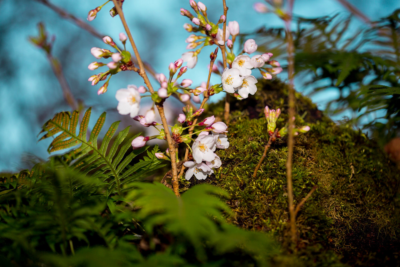 Celebrating Charles Hirschman – Center for Studies in Demography and ...